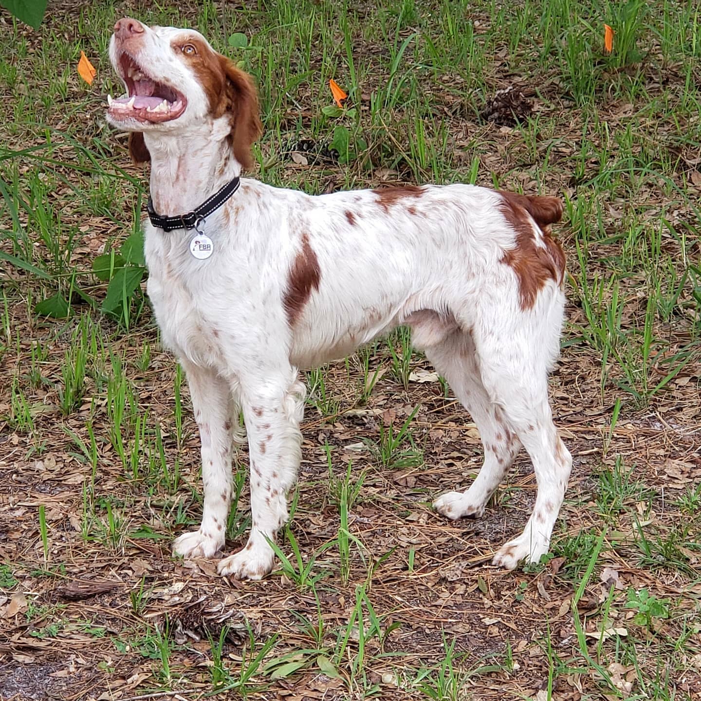 Florida Brittany Rescue: Adoptable Brittany Dogs | Adoptable Brittany ...