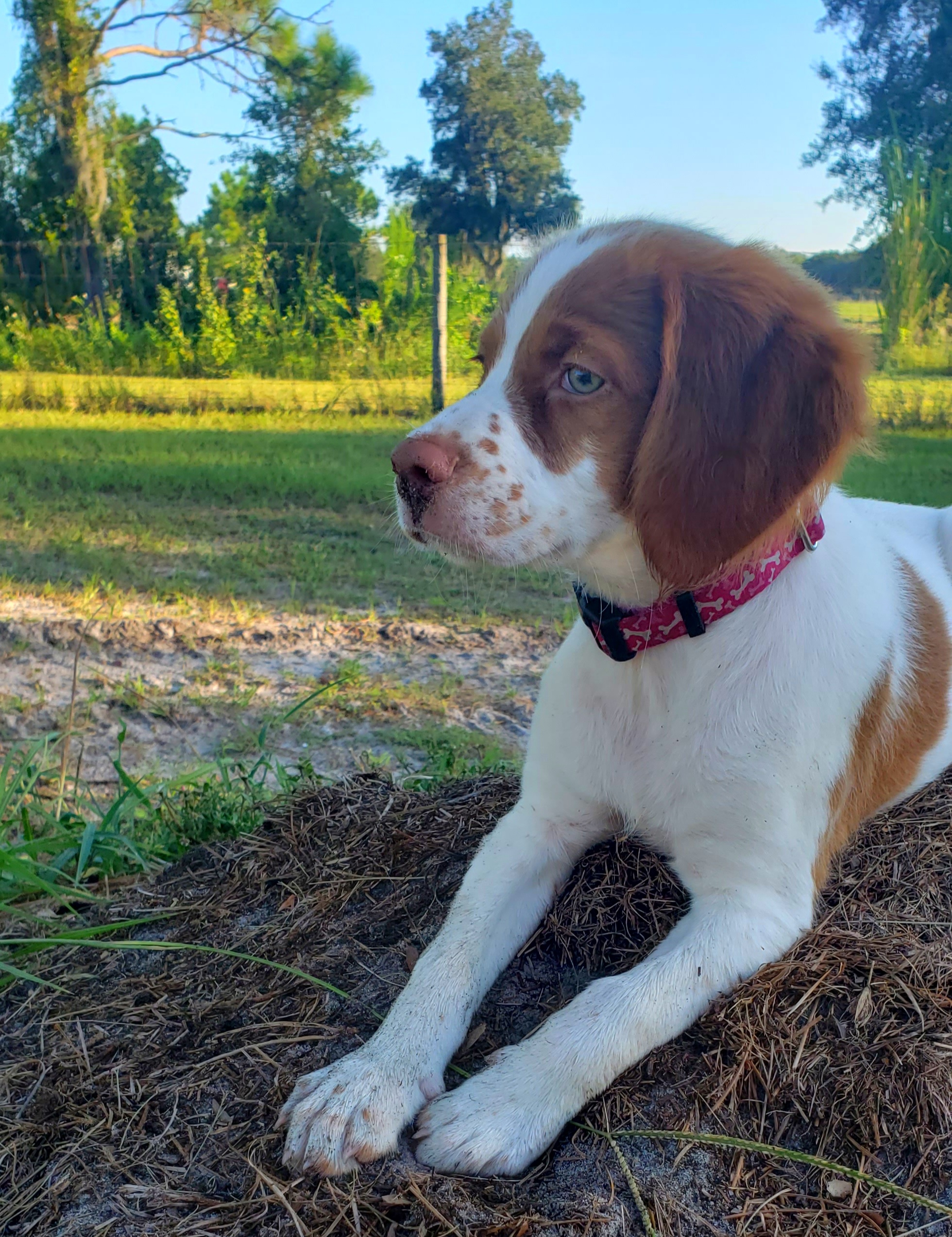 Florida Brittany Rescue: Adoptable Brittany Dogs | Adoptable Brittany ...