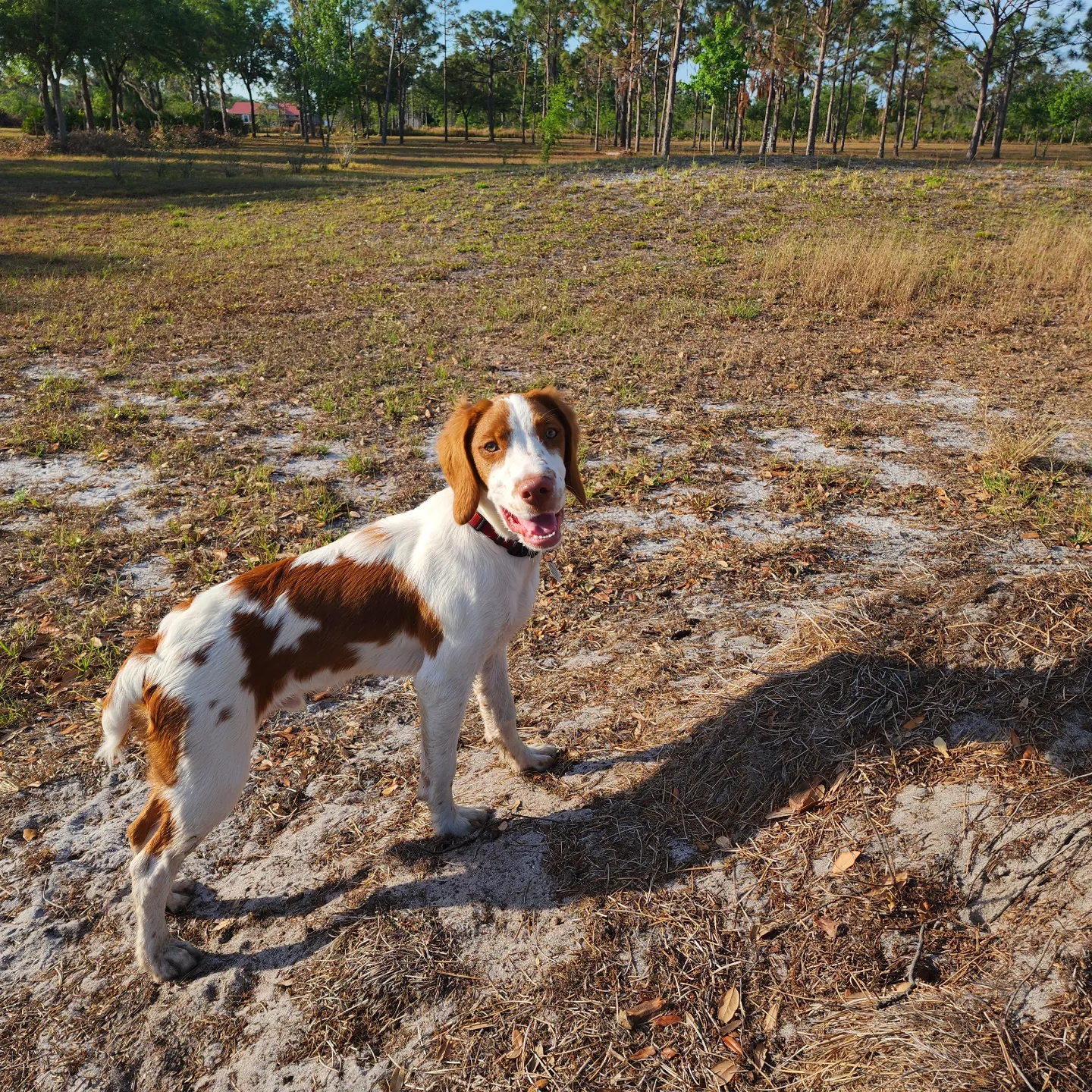 Florida Brittany Rescue: Adoptable Brittany Dogs | Adoptable Brittany Spaniels in Florida