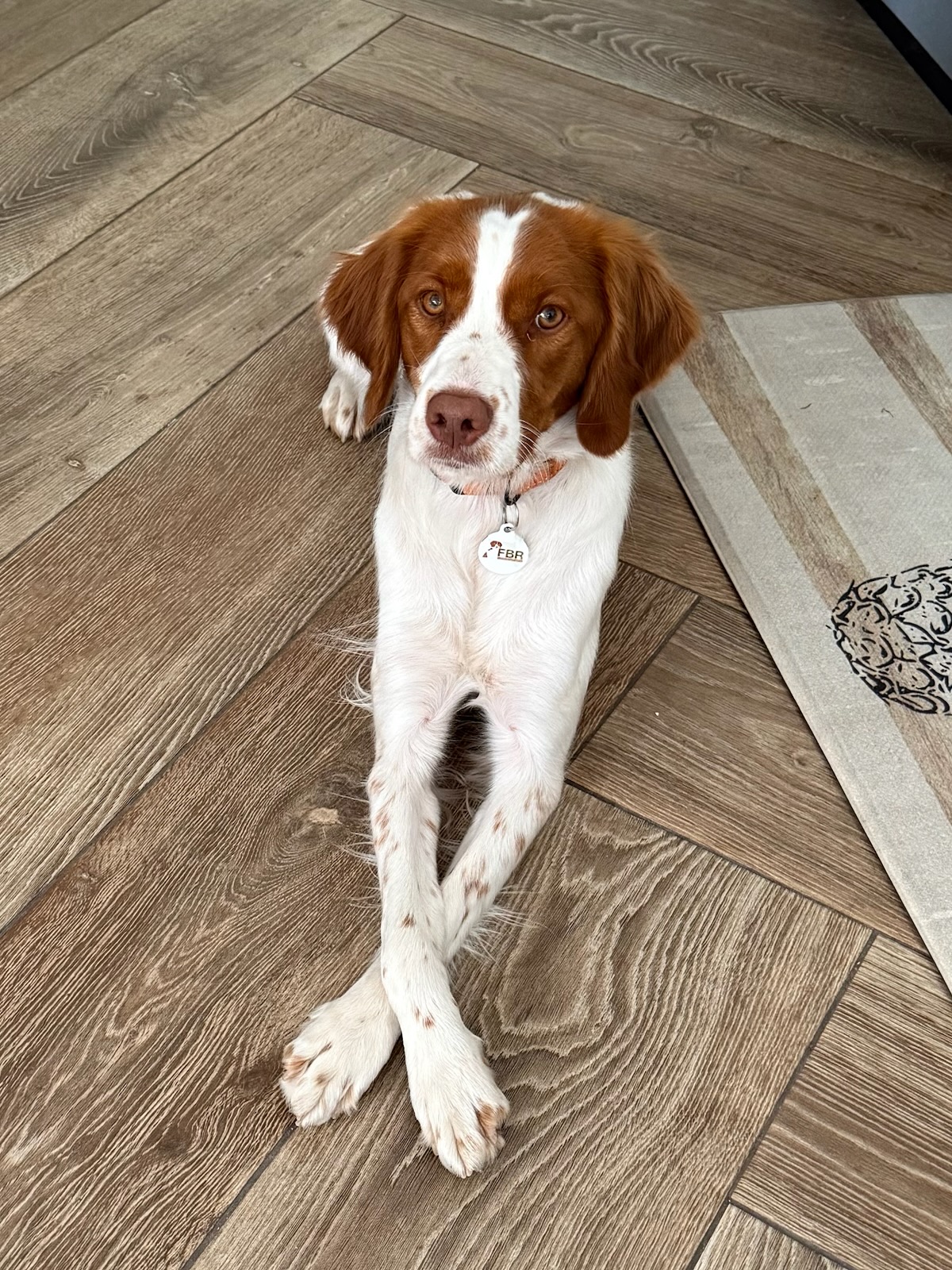 Florida Brittany Rescue: Adoptable Brittany Dogs | Adoptable Brittany Spaniels in Florida