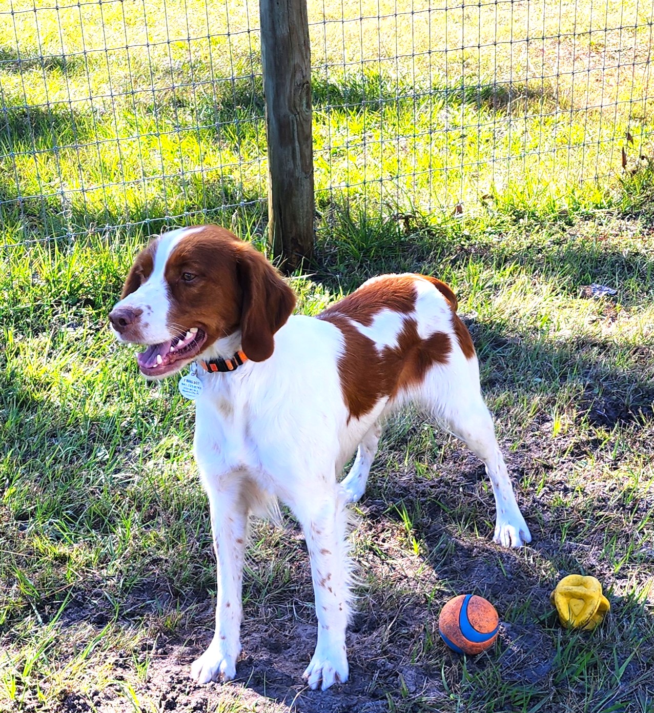 Florida Brittany Rescue: Adoptable Brittany Dogs | Adoptable Brittany Spaniels in Florida