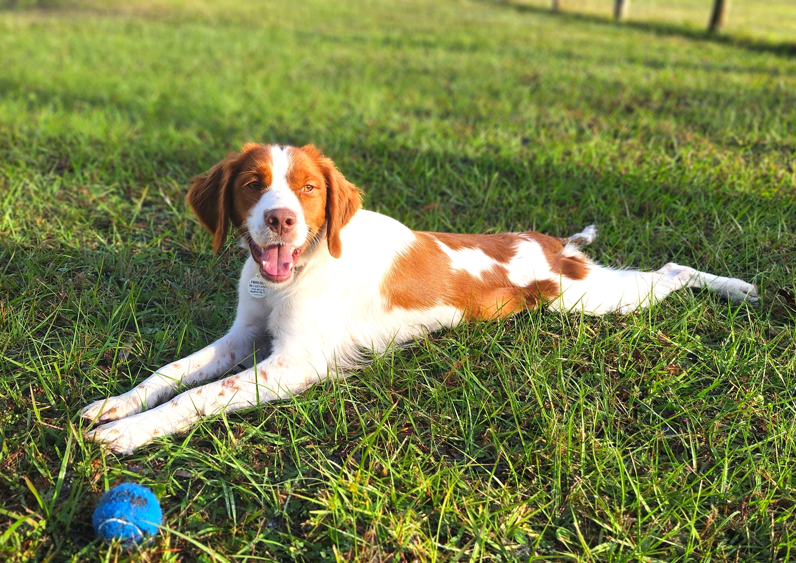 Florida Brittany Rescue: Adoptable Brittany Dogs | Adoptable Brittany Spaniels in Florida