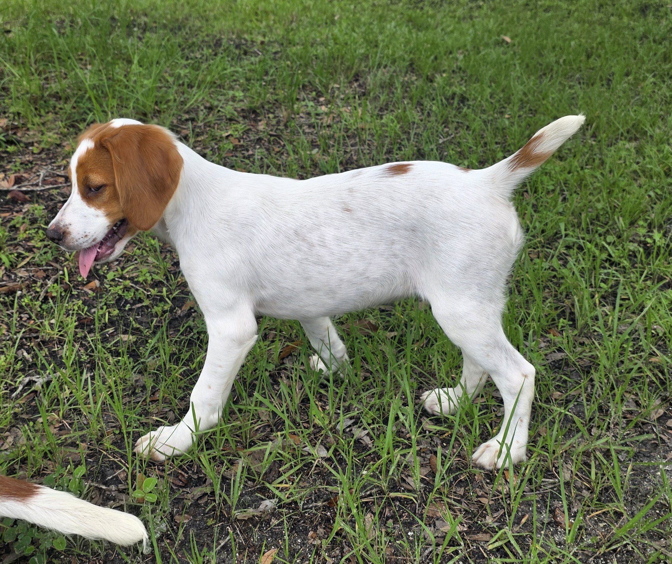 Florida Brittany Rescue: Adoptable Brittany Dogs | Adoptable Brittany Spaniels in Florida